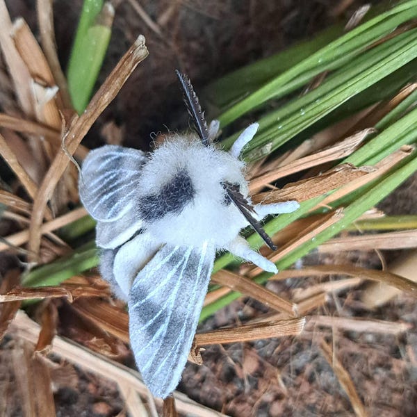 Hercules Moth , Needle Felted, Moth Figurine, Decoration, Handmade ...