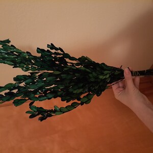 Bleaching White Protea Flower Ballspreserved Protea Stemsdry - Etsy