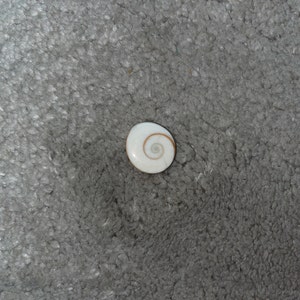 Shiva Shell Crystal AAA - Etsy