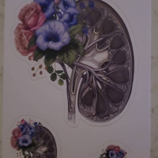 Human Anatomy Pelvis Art, Pink Roses Stickers,vinyl Stickers,science ...