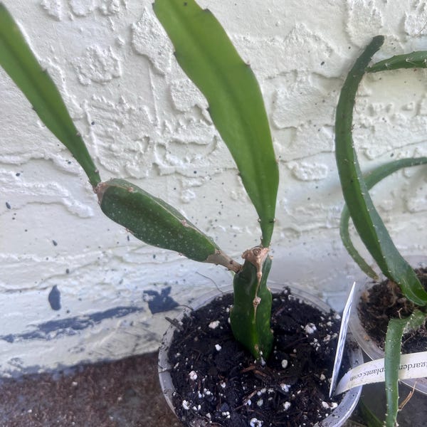 Dragon Fruit, Hylocereus 'edgar's Baby' Rooted Plant Shipped in 3" Pot ...