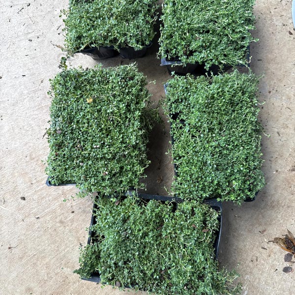 Red Creeping Thyme 6 PACK ( Thymus Praecox Coccineus ) • Flowering ...