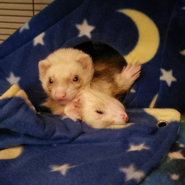 Small Animal Cage Ramp Cover Tent, Critter & Ferret Nation, Feisty ...