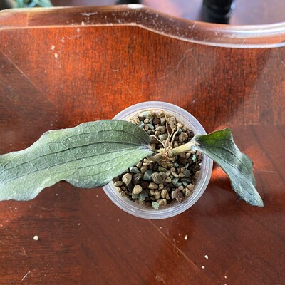 Rare Epipremnum Aureum/ Poosin New Manjula Mutant , Highly Var Rare ...