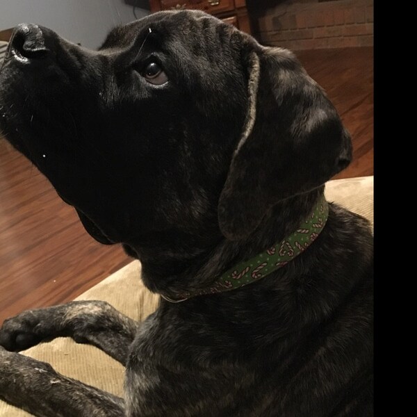 Angel Hearts Dog Collar, Adjustable Dog Collar, Ribbon Dog Collar - Etsy