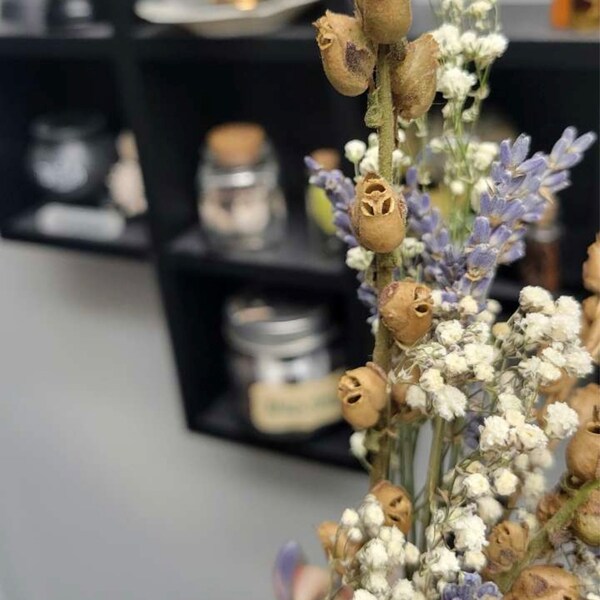 Dried Snapdragon Skull Seed Pods - West Coast Garden Grown - Curio ...