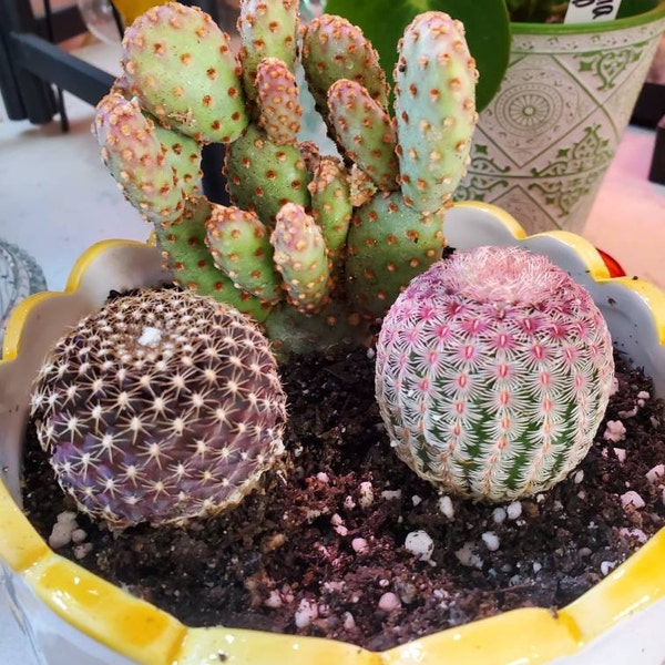 Rainbow Cactus – Rare Cactus, Colorful Succulent, Colorful Cactus, Easy ...