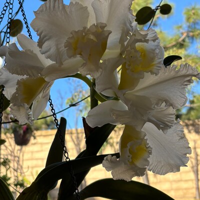 Dragon Fruit, Hylocereus 'edgar's Baby' Rooted Plant Shipped in 3 Pot ...
