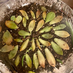 Calloused/sprouted Assorted Succulent Leaves, Multiple Varieties, Easy ...