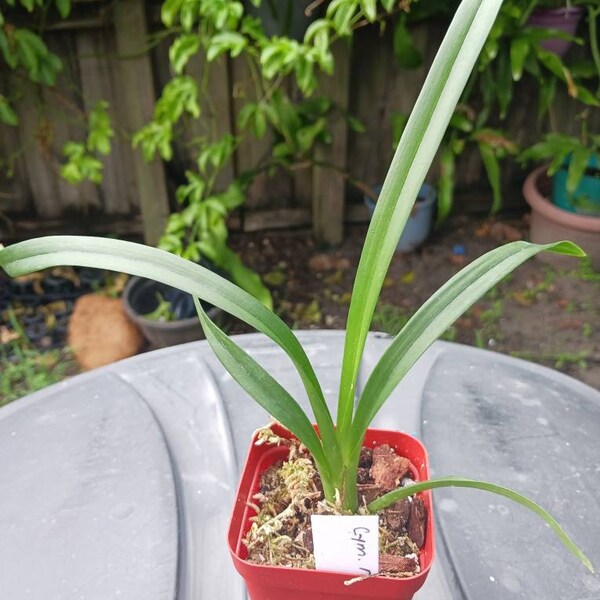BLC Shin Shiang Diamond Orchid Plant With Multiple Growth Bloom/near ...