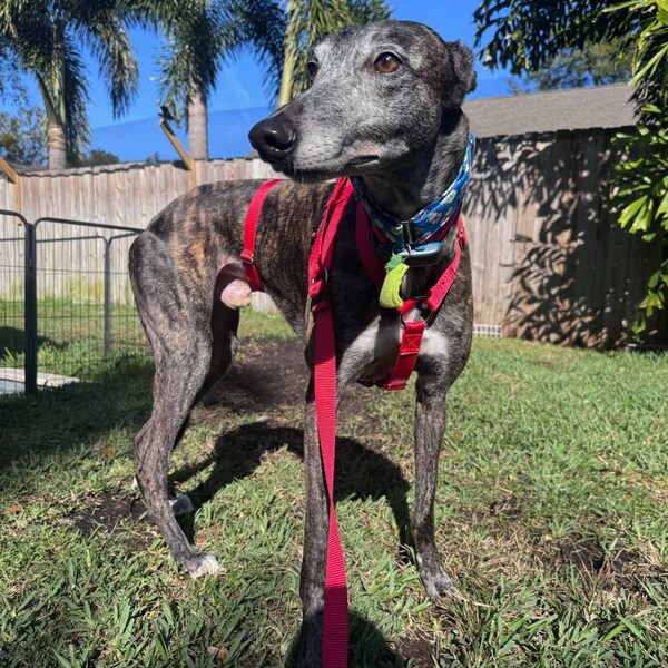 Greyhound Giving a High Five Card, High Five Card, Lurcher Card ...