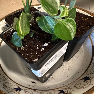 Blushing Bride Tradescantia Houseplants Live Plant in Pot Indoor 2.5 ...