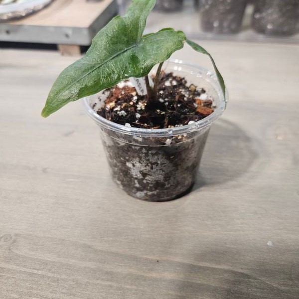 Alocasia Sabrina Starter Plant (ALL STARTER PLANTS Require You to ...