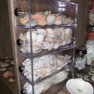 Beach Shells, Beach Seashells, Beach Shell Decor, Craft Shells, Craft ...