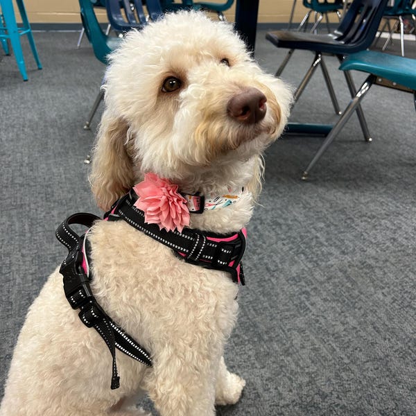 Reindeer Dog Collar Embellishment, Christmas Dog Collar Accessory ...