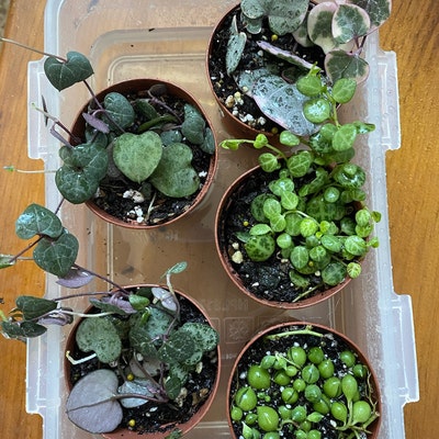 Succulent Strings Set, Variegated String of Pearls, Turtles, Hearts ...