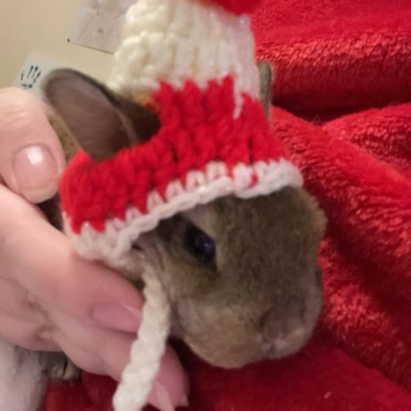 Christmas Rabbit Sweater, Bunny Outfit, Pet Clothing, Bunny Clothes ...