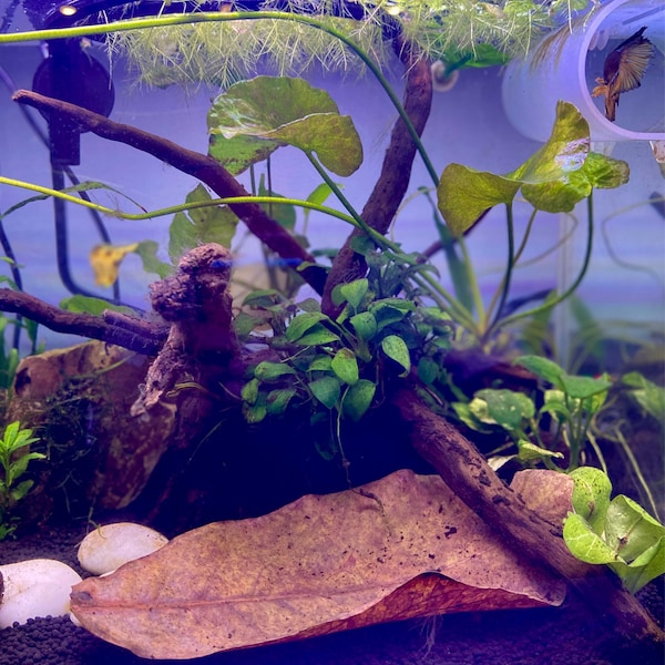 Black Spider Wood / Aquarium Décor / Terrarium / Reptile Tank ...