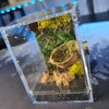 Acorn Jumping Spider Enclosure, Sling Jumping Spider Container Home ...