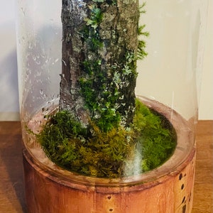 Glow in the Dark Mushroom Panellus Stipticus Bioluminescent Habitat Log ...