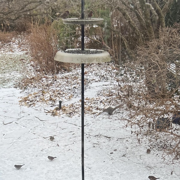 Protect Your Bluebird House From House Sparrows! Model SBG-BBHF for ...