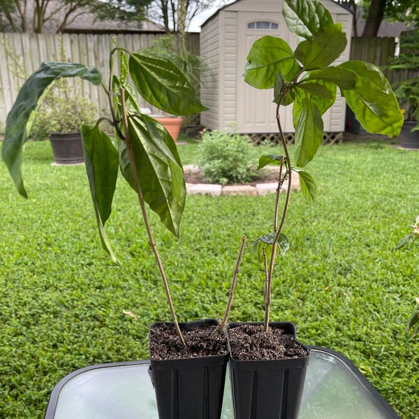 Hibiscus Weeping Albo Lacinatus Tropical Hibiscus Pint Plant - Etsy