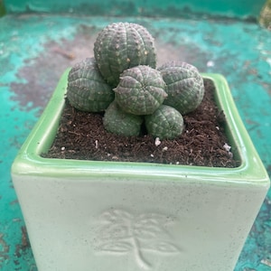 Rare Euphorbia Euphorbia Obesa Small Cluster - Etsy