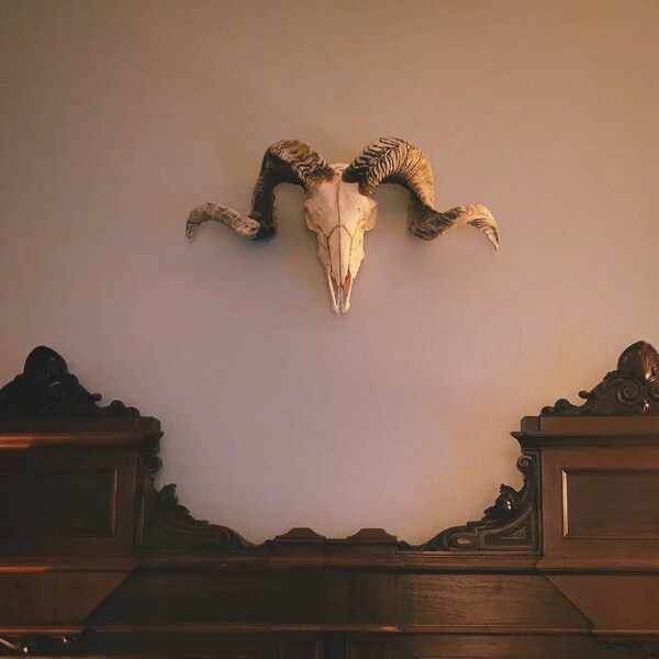 Real Young Goat Skull With Jaw, Perfectly Clean Animal Skull, Real ...