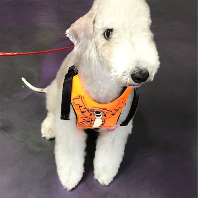 Minpin 2 Miniature Pinscher Note Cards - Etsy