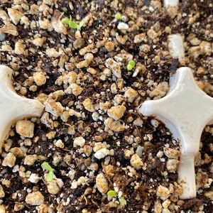 Casper Kale 25 Seeds | Etsy