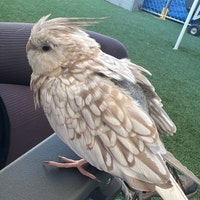 Pink Owl// Bird Diaper Parrot Flight Suit 2meters Leash - Etsy