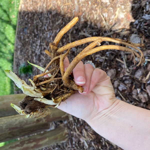 Bleeding Heart "alba" White Dicentra-bare Root Plant- Spring Blooms ...