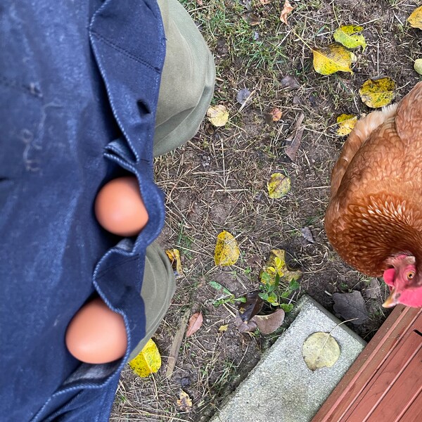 Backyard Barnyard Chicken (round Bar) Handmade in USA! Wood Perch ...