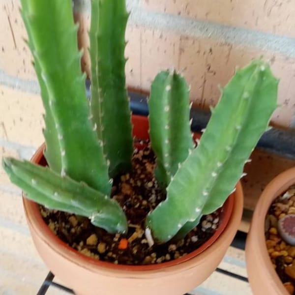 Starfish Cactus | 4 Inch | Carrion Flower | Stapelia Hirsuta | Rare ...