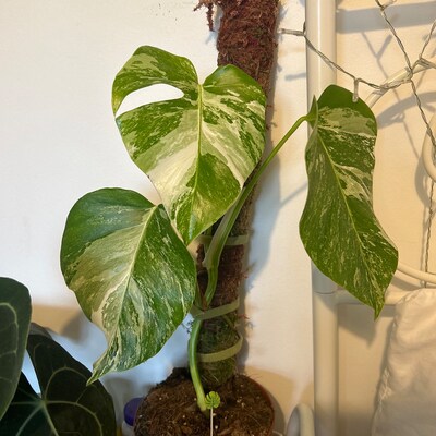 85 100cm Monstera Deliciosa Taurii XL Swiss Cheese Plant - Etsy UK