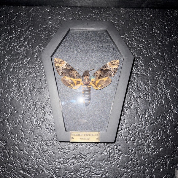 Real Death Head Moth Acherontia Coffin Frame, Black Gothic Hanging ...