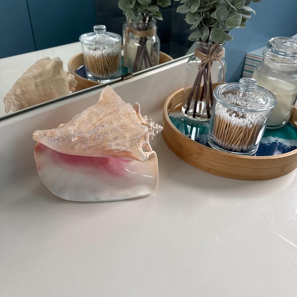 Large Bahama Queen Conch Shell Horn Trumpet (pink) 7"+ - Etsy