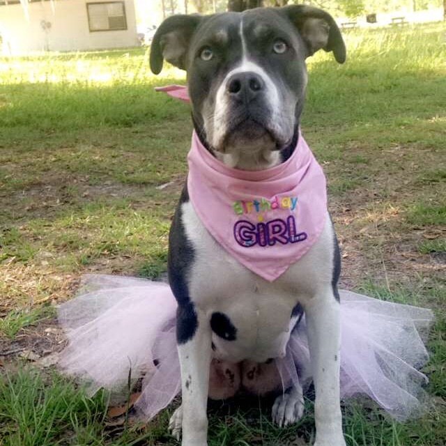 Sadiee loved their purchase from GlamourDogBoutique