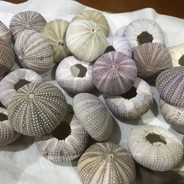 Two Large Antique Broken Conch Shell Beach Decor. Collectible Drift ...