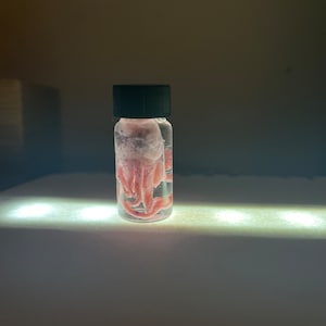 Diaphonized Pleco FISH and Non-diaphonized ANCISTRUS, Wet Specimen ...