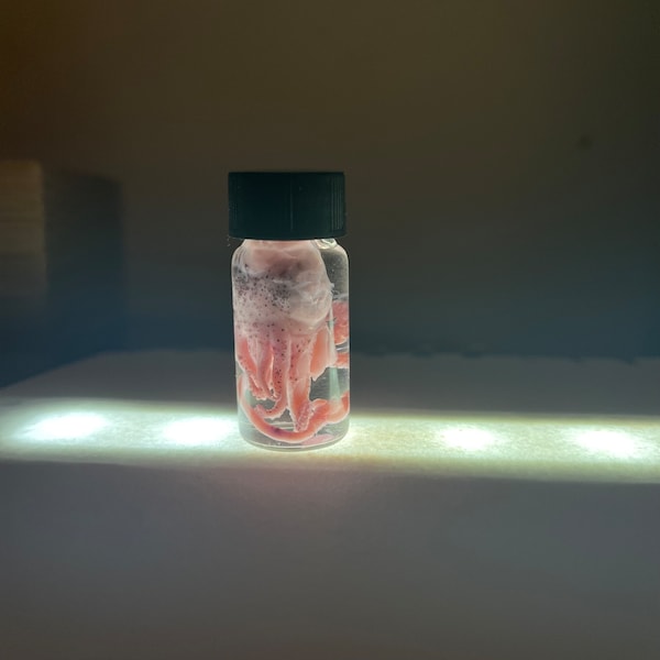 Real Cute PINK Cuttlefish in a Jar, Wet Specimen, Squid, Tentacles ...