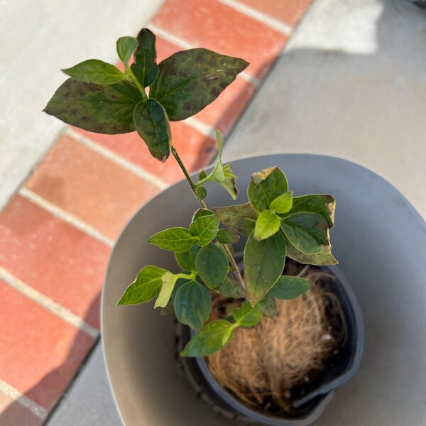 Kesar Mango Tree Plant (mangifera) Indian Queen Variety Grafted 2ft ...