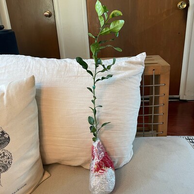 Live Chinese Keys Plant, Boesenbergia Rotunda, Fingerroot Live Plant ...