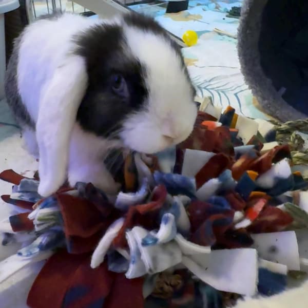 Seagrass Enrichmat™ | Snuffle Mat | Foraging & Enrichment Mat | Well ...