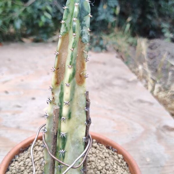 Tylecodon Paniculatus Bonsai Tree Cactus Plant Succulent-easy to Grow ...