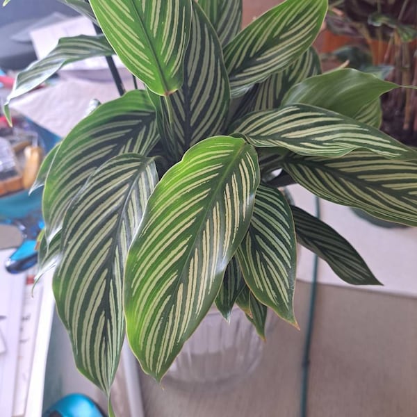Mican Philodendron Velvet Leaf Philo Indoor & Outdoor Live Tropical ...
