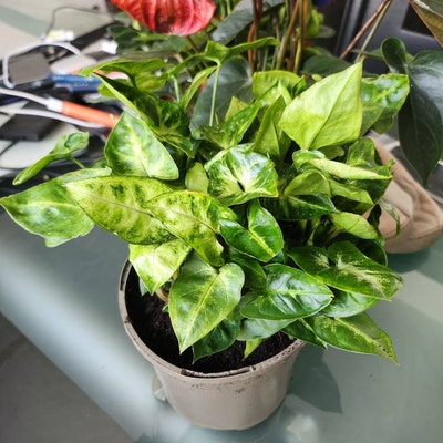 Tradescantia Gibasis Jose Puig 9cm Plant Pot House Plant - Etsy UK