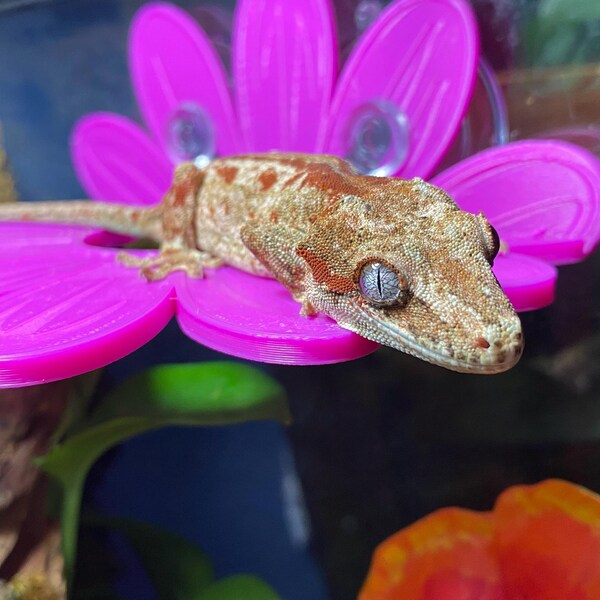 Pink Princess Philodendron Ledge for 0.5oz Deli Cup | Crested Gecko ...