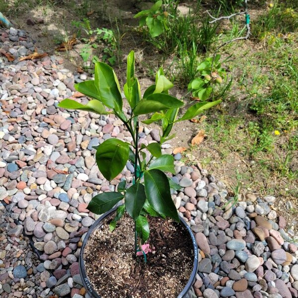 Grafted Kishu Mandarin Tree in Half Gallon Pot, Tangerine FLORIDA ...