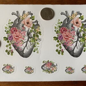 Human Anatomy Pelvis Art Pink Roses Stickersvinyl | Etsy